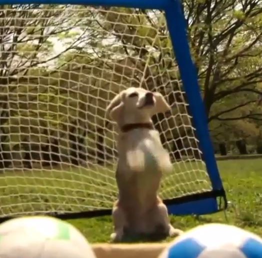 Este perro estableció un récord como portero - Futbol Sapiens