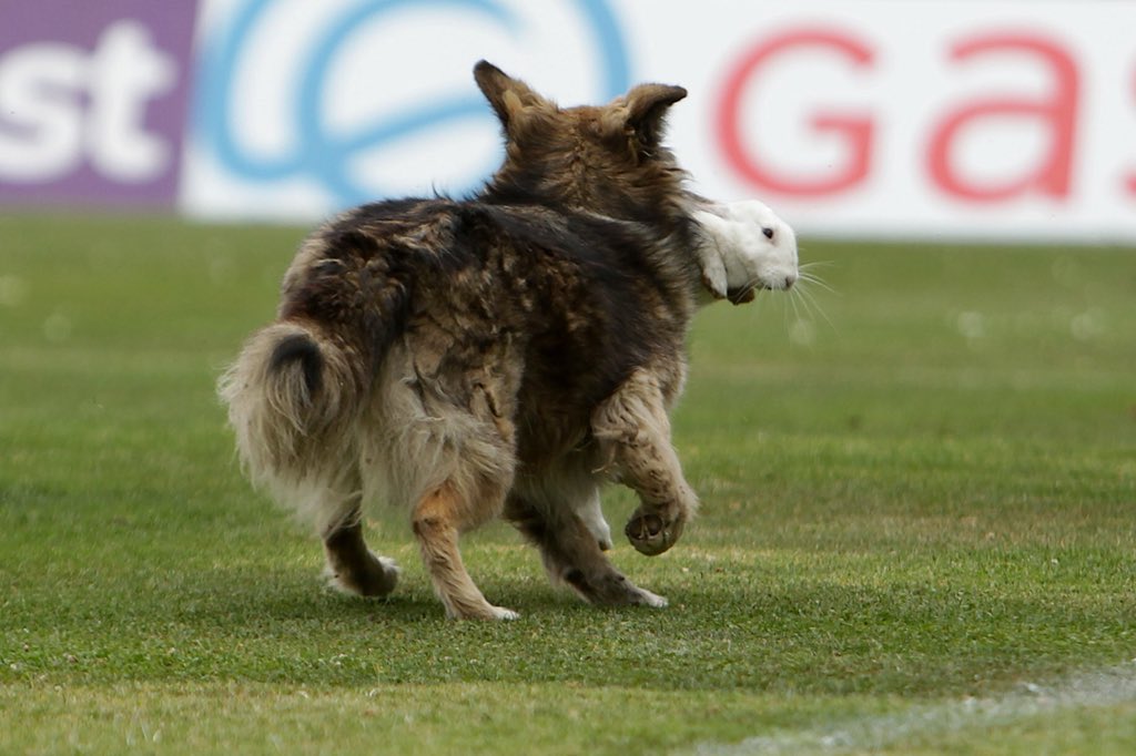 ¡Increíble! En Chile un perro cazó a un conejo en pleno partido
